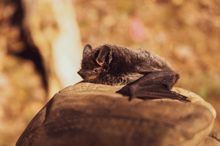Discover Bats Ohio LLC – Discover the Amazing World of Bats,
