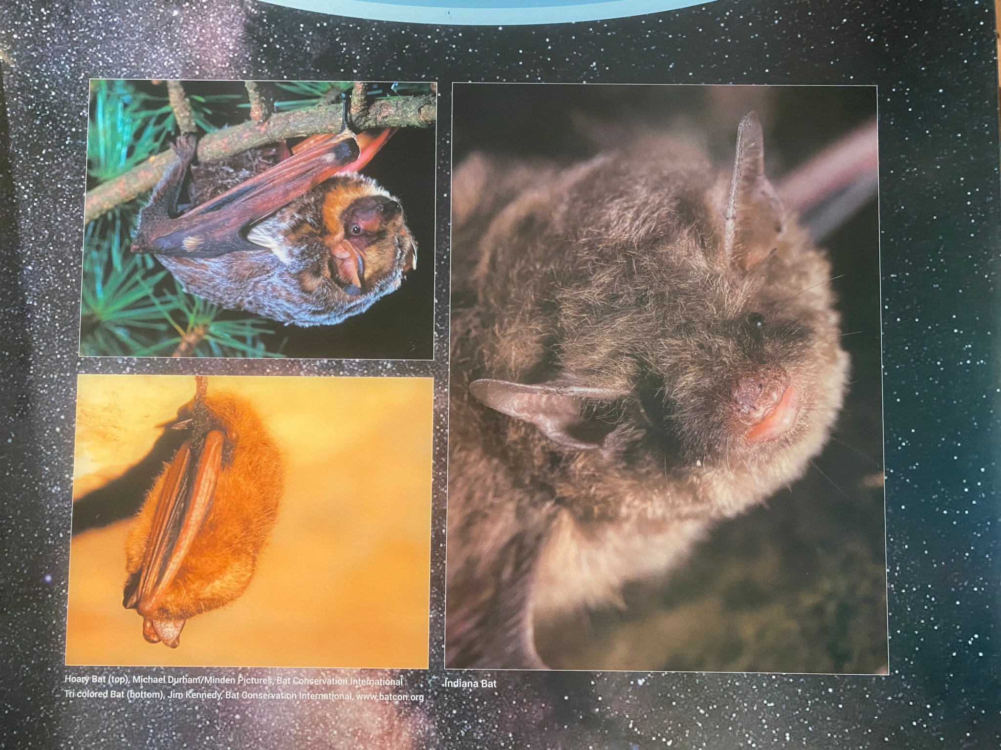 Discover Bats Ohio LLC – Discover the Amazing World of Bats,